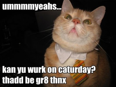 Funny Cats Pictures: The Office Cat