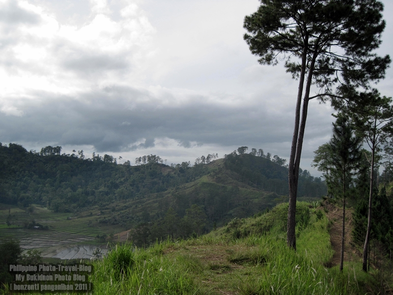TUTU BEE PHOTOGRAPHY: Unique Trees at Provincial Tree Park-Malaybalay ...