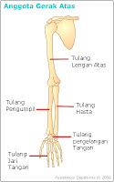 Rangka Manusia: Tulang Tangan dan Tulang Kaki