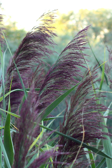 Purple Grass