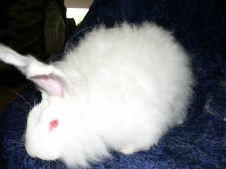 Angora German - Giant & English Rabbits For Sale