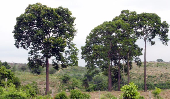 Castanha do Pará – Onde estão os castanhais? ~ PROMARGEM - Projeto de ...