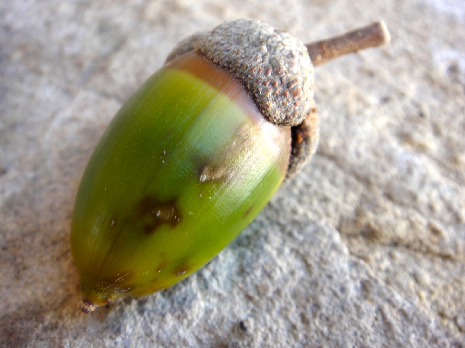 roonie's blog: Cured Meat. Spanish Style.