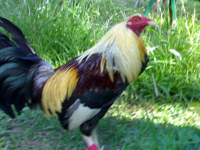 GameFowl Photography: Greys