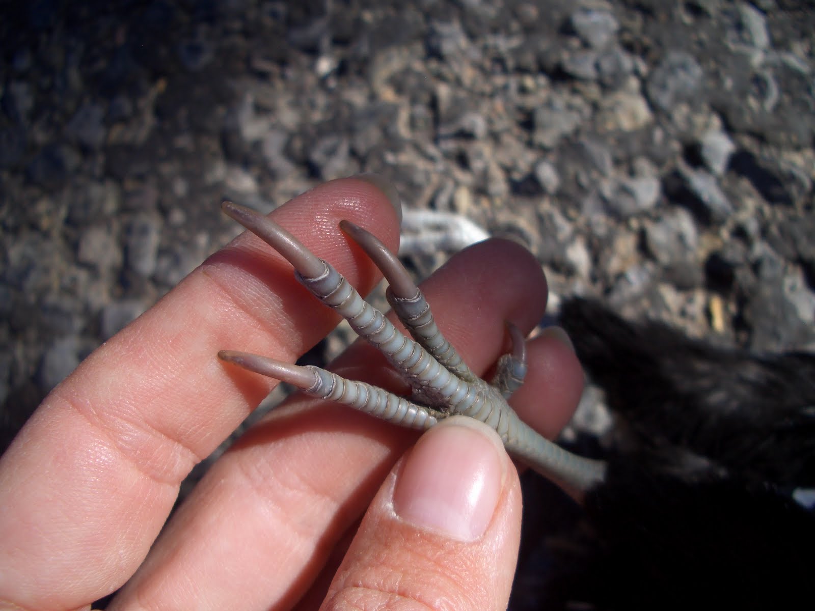 SEE TRAIL: December 2010