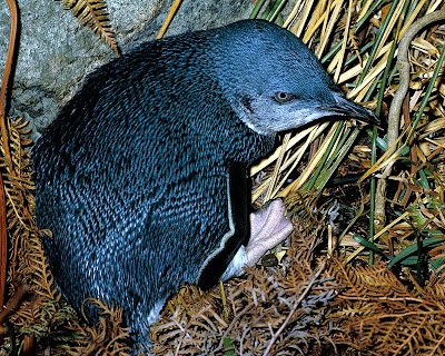 MIPartners: November 2008