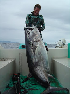 Sumora Dive Tools - Spearfishing Adventures: Stellar Fish shot with ...