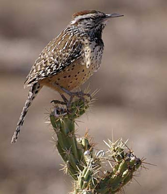 Arizona State Bird Cactus Wren Pictures | State Birds