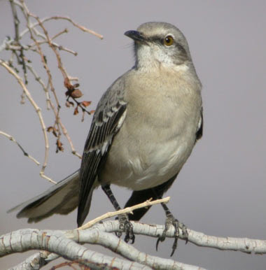 Arkansas State Mockingbird Pictures | State Birds