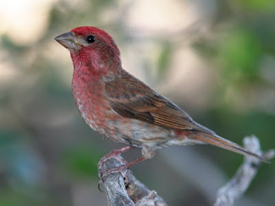 New Hampshire Purple Finch Pictures | State Birds
