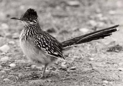 New Mexico Roadrunner Bird Pictures | State Birds
