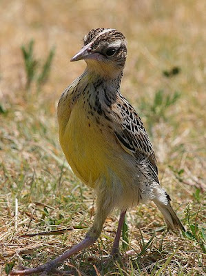 North Dakota Western Meadowlark Pictures | State Birds