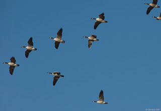 Echelon the Crosswinds