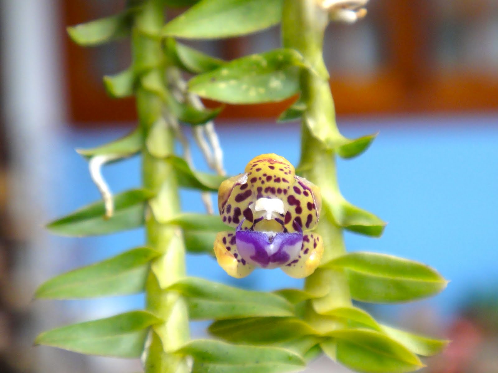 ORQUÍDEAS: DICHAEA PENDULA