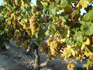 Vinhas de Chaves: Gouveio - Uma cepa muito antiga