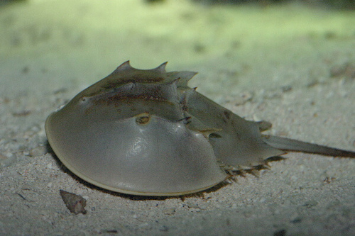 Thomas' Marine Biology Blog: Horseshoe crab
