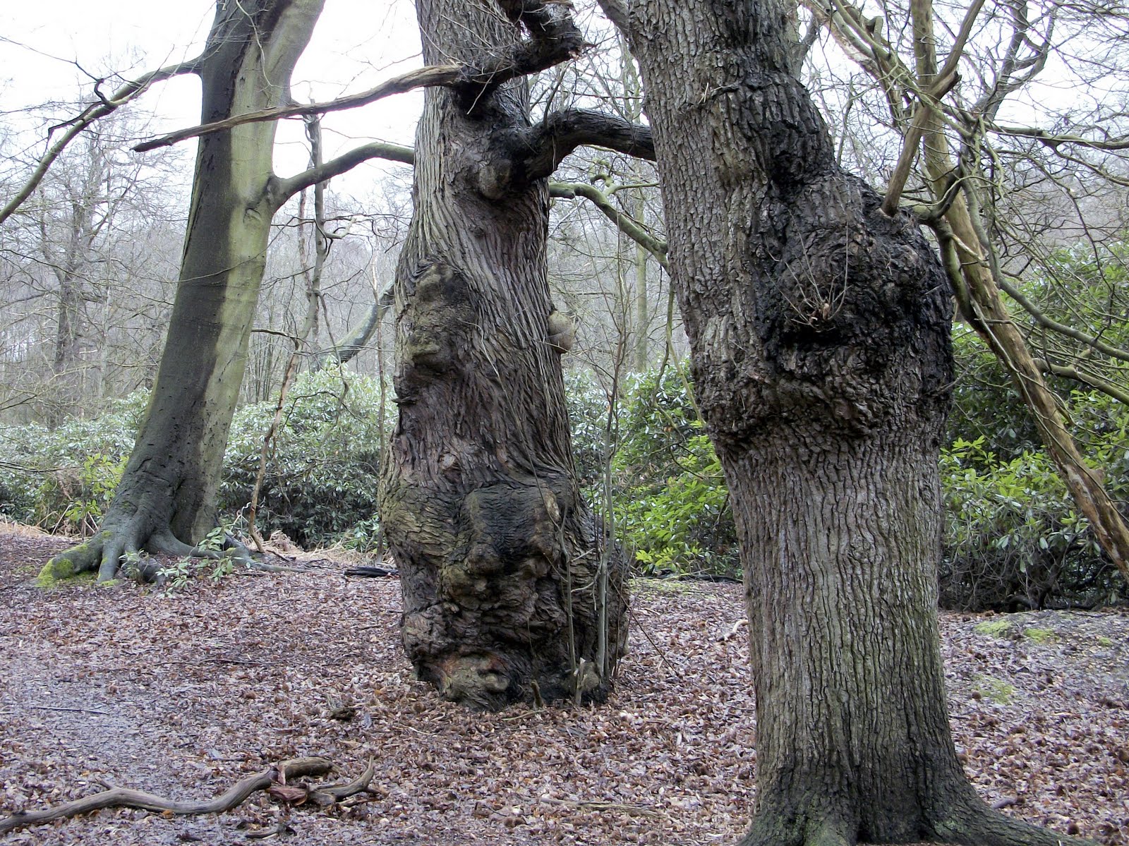A Bodger's Blog: Bark + Dryad