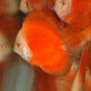 Acara Disco: Tipos de Acará Disco