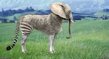 Real Mixed Up Animals