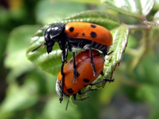 Nuestro portafolio: La reproducción de los insectos