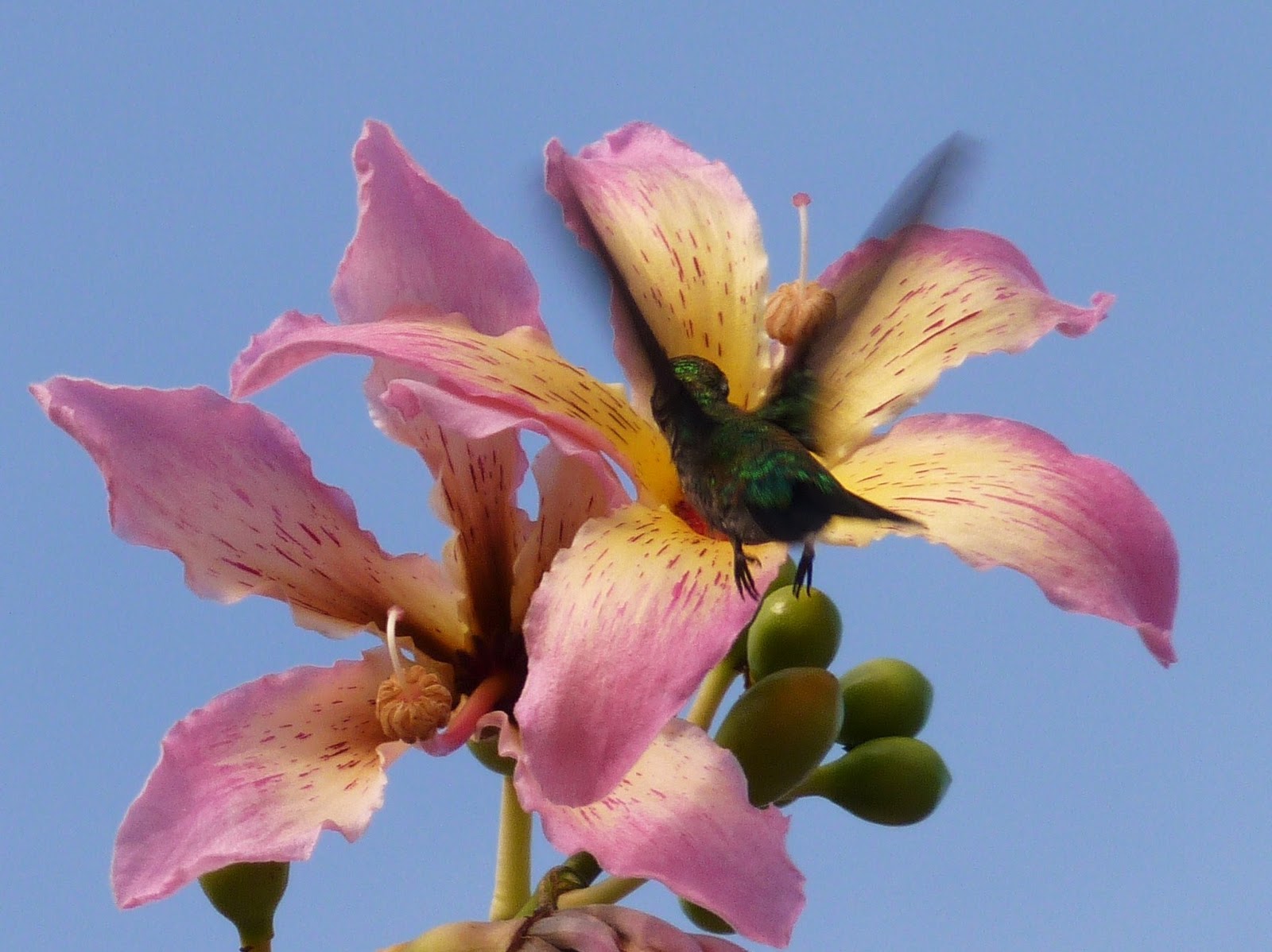 Imágenes y sentidos: EL COLIBRÍ O PICAFLOR.