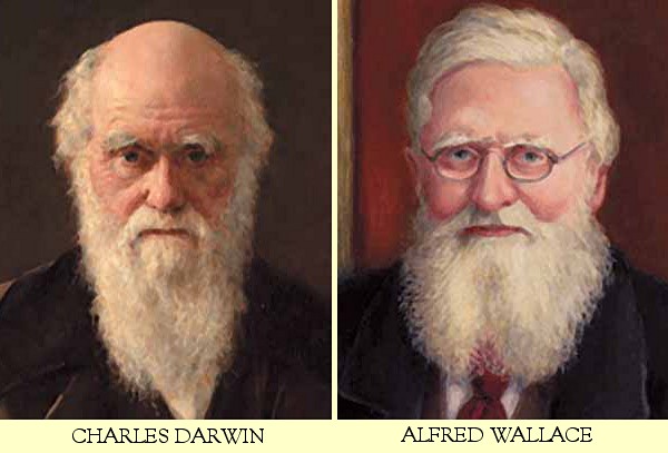 Iba Mendes: Charles Darwin, Alfred Wallace e a Seleção Natural