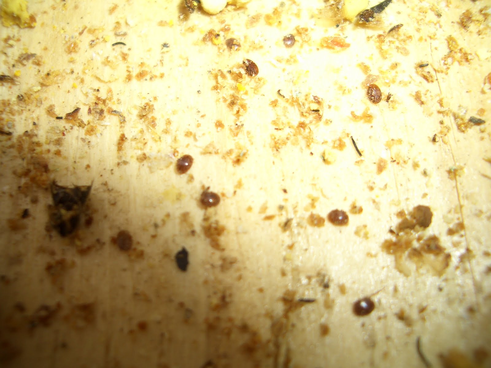 The Bee Cluster: Varroa Mite Count
