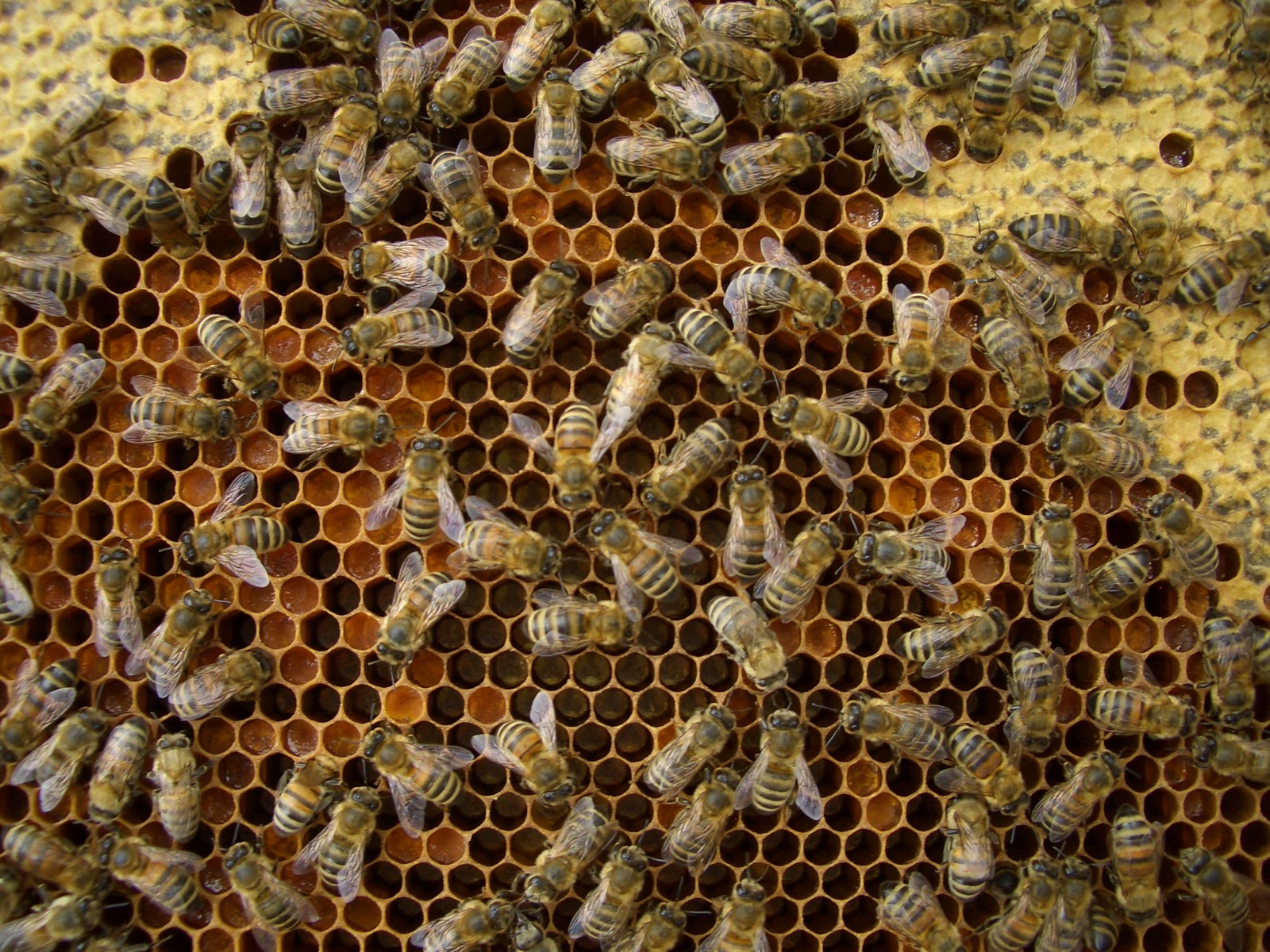 The Bee Cluster: Hive Health: Mites and their effects