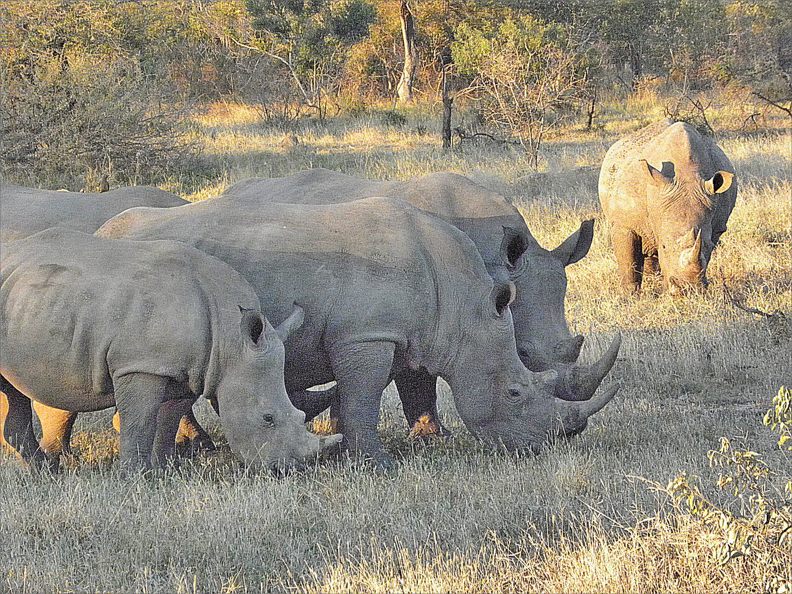 A Breath of Fresh Air: The White Rhinoceros