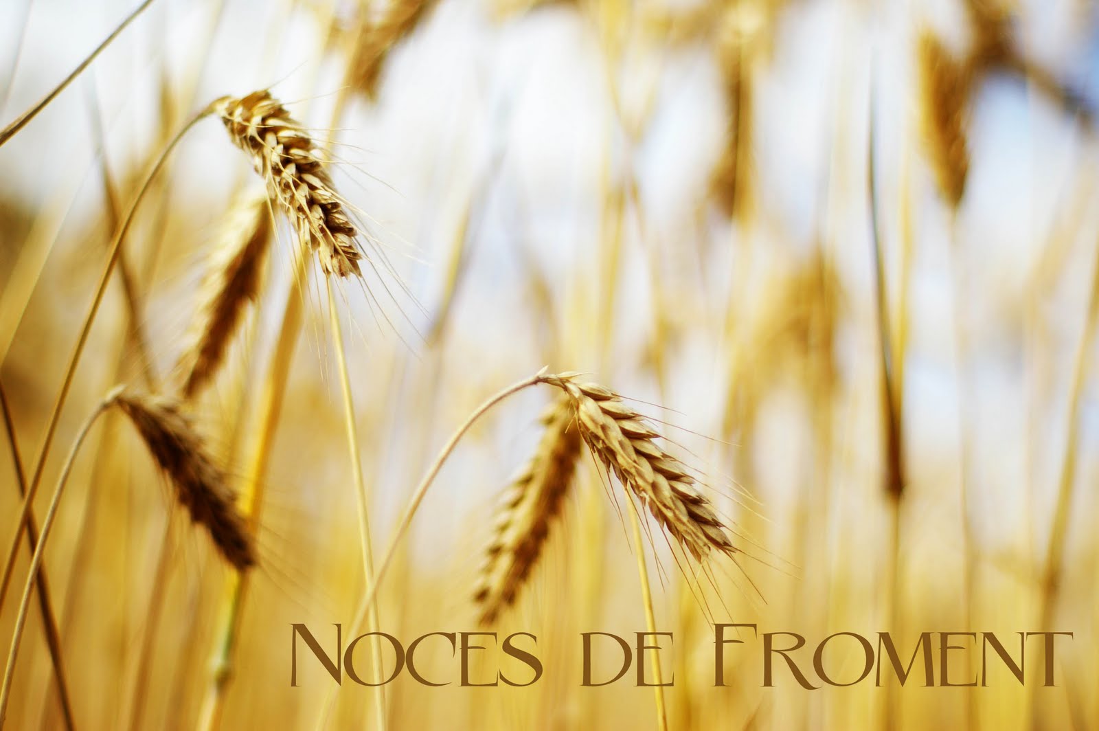 Blister et bulle de moon: Noces de froment...