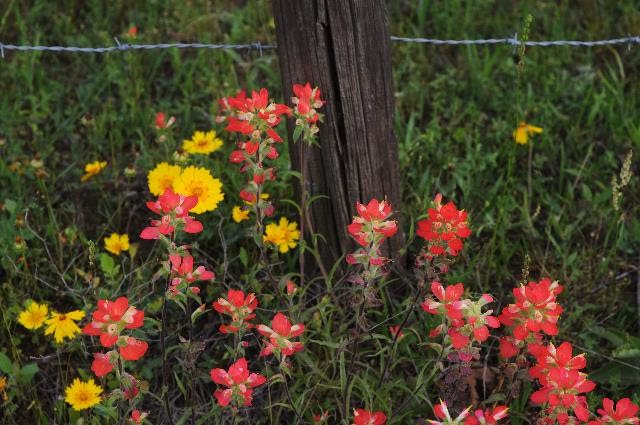 Heritage Schoolhouse: Springtime Flowers at the Ranch