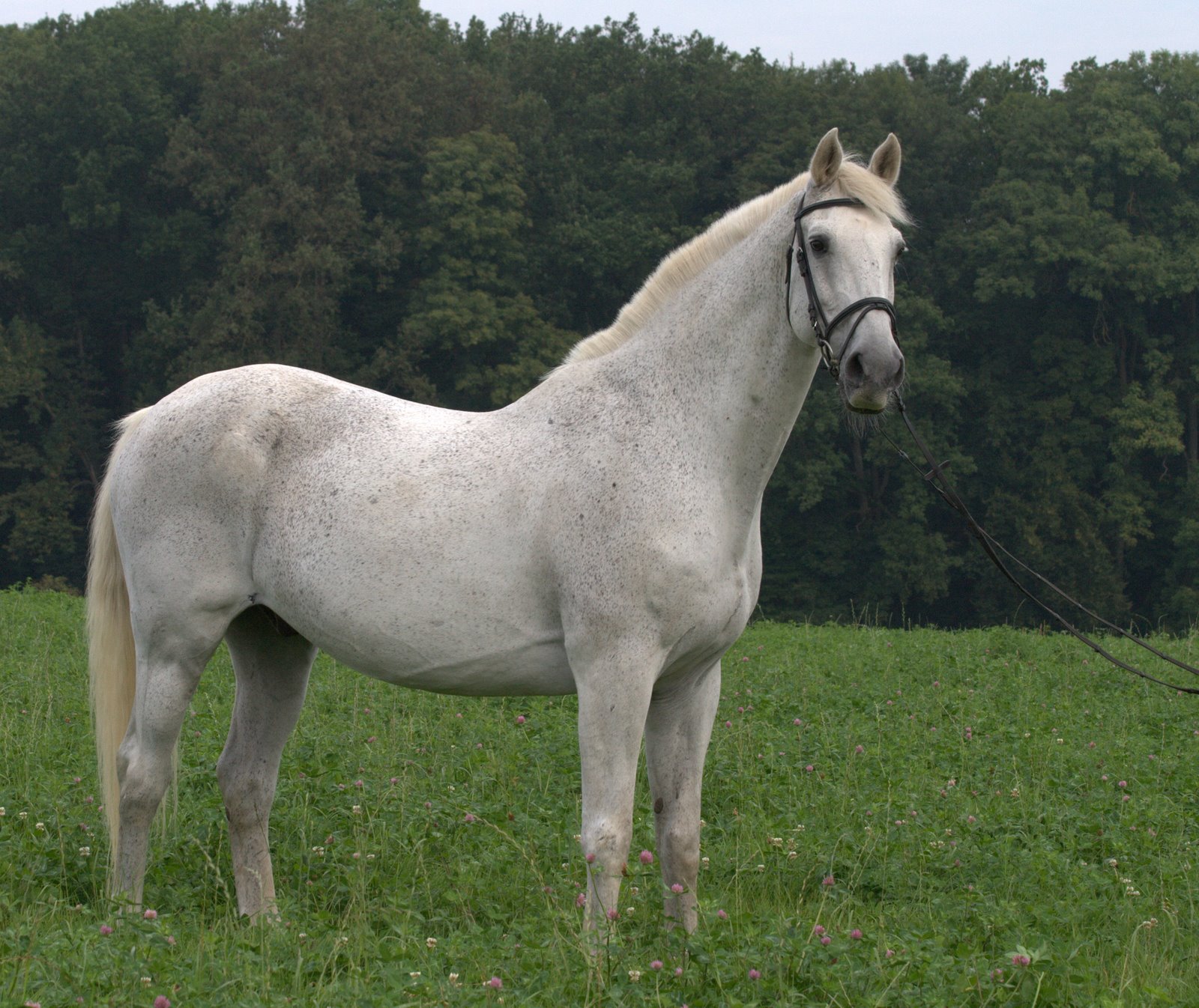 Fotos von Lena Kruse: Schimmel (weißes Pferd)