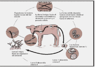 PeCuArIa SiN fRoNtErAs: GUSANOS NEMATODOS GASTROINTESTINALES