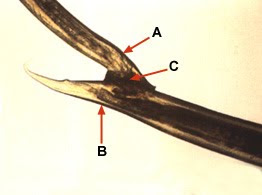 PeCuArIa SiN fRoNtErAs: GUSANOS NEMATODOS GASTROINTESTINALES