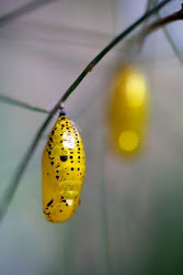 A Chrysalis Diary