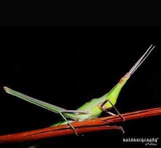 ITU LA PASAL: Knowing Top 10 of Ghost in Malaysia