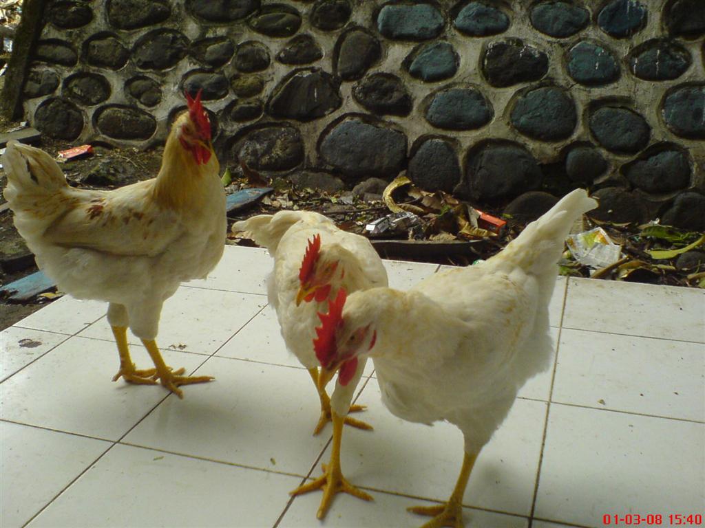 do yoh belib past life?