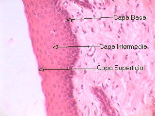 Laboratorios: TEJIDO EPITELIAL