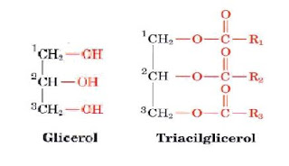 ÓLEOS E GORDURAS: Triacilgliceróis