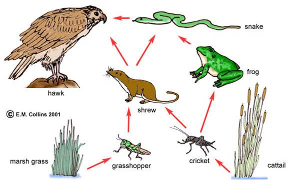 Interdependence within Ecosystems, Biomes and Environment by srija