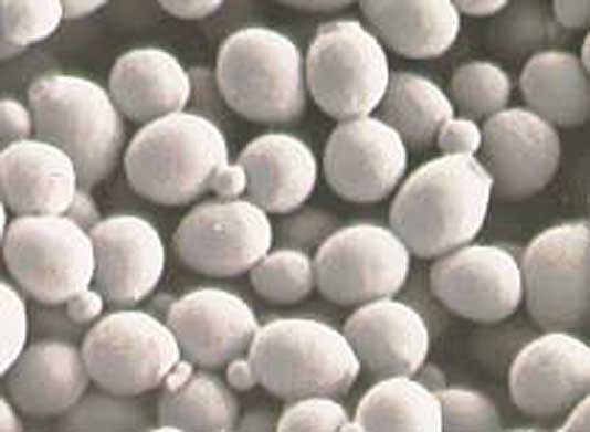 BIOLOGIA MORENO: Hongos unicelulares - Levaduras (foto)