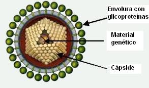 BIOLOGIA MORENO: Virus: estructura