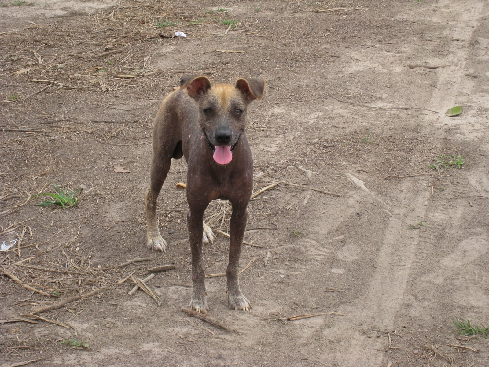 Isaac Alva: Perros calatos en Yarinacocha