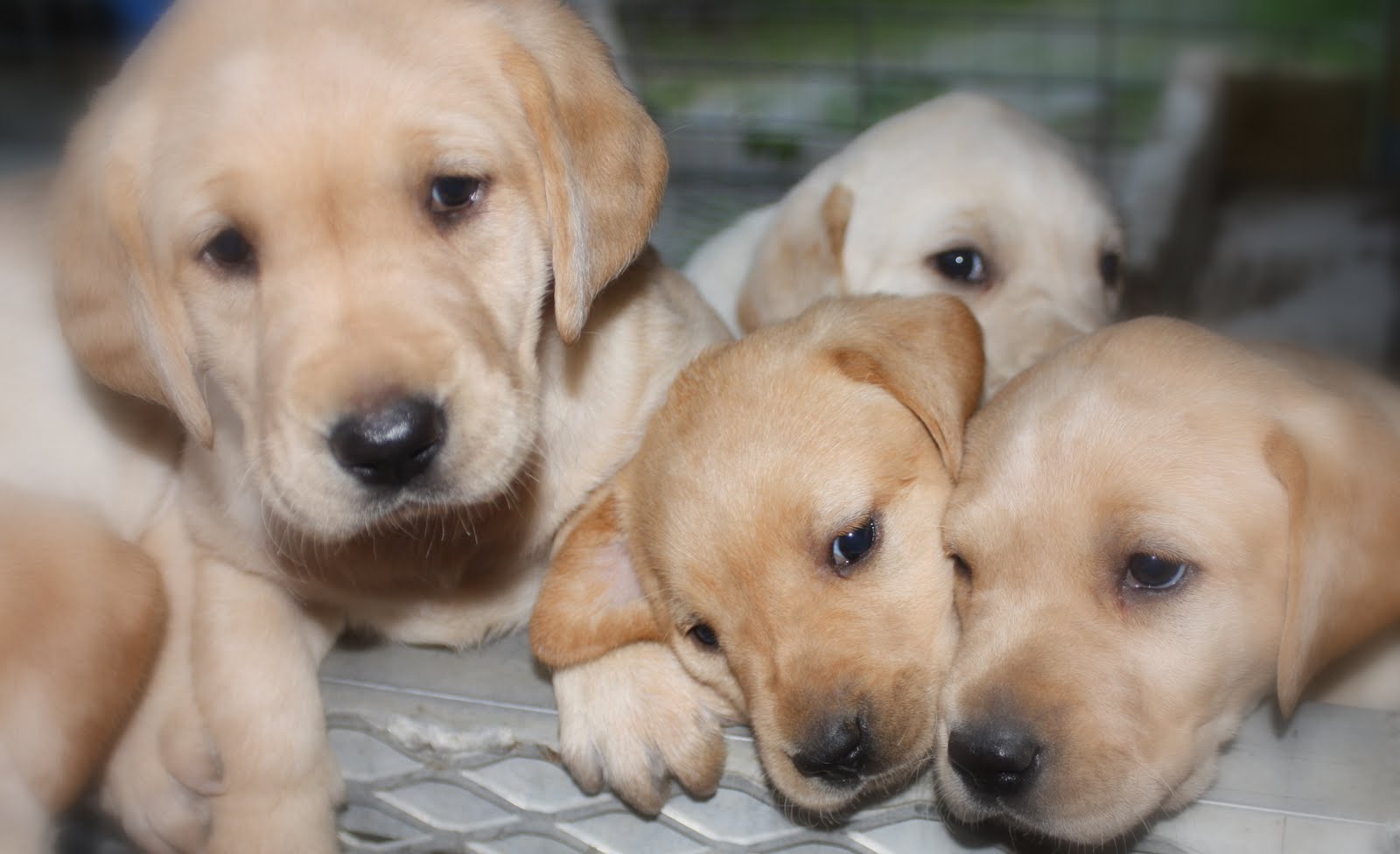 Thibodeaux Kennels: Pure bred Labrador pups