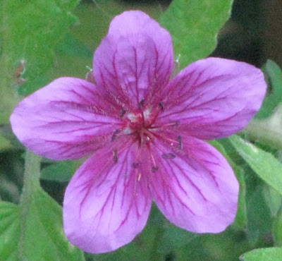 Le Jardin de Vérone: Géranium Starman