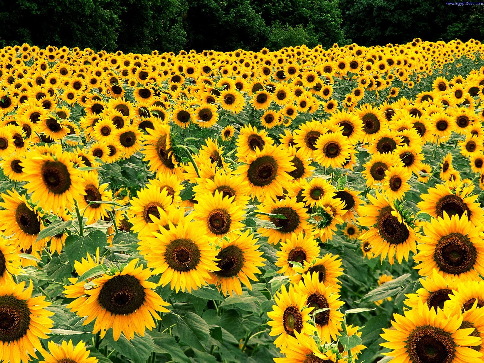 Greening Our Life: Van Gogh Vision: Sunflower Summer