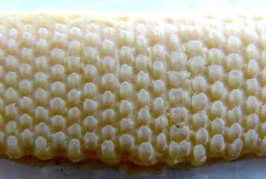 Star-Gazy Pie: BATOIDS: Curiously Strong Fish