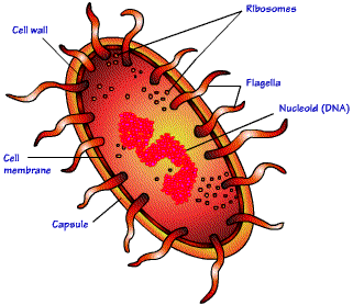 BIOLOGY 6th GRADE: PROKARYOTIC CELLS