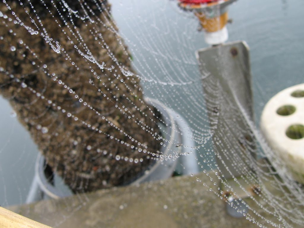 Windborne in Puget Sound: The works of spiders