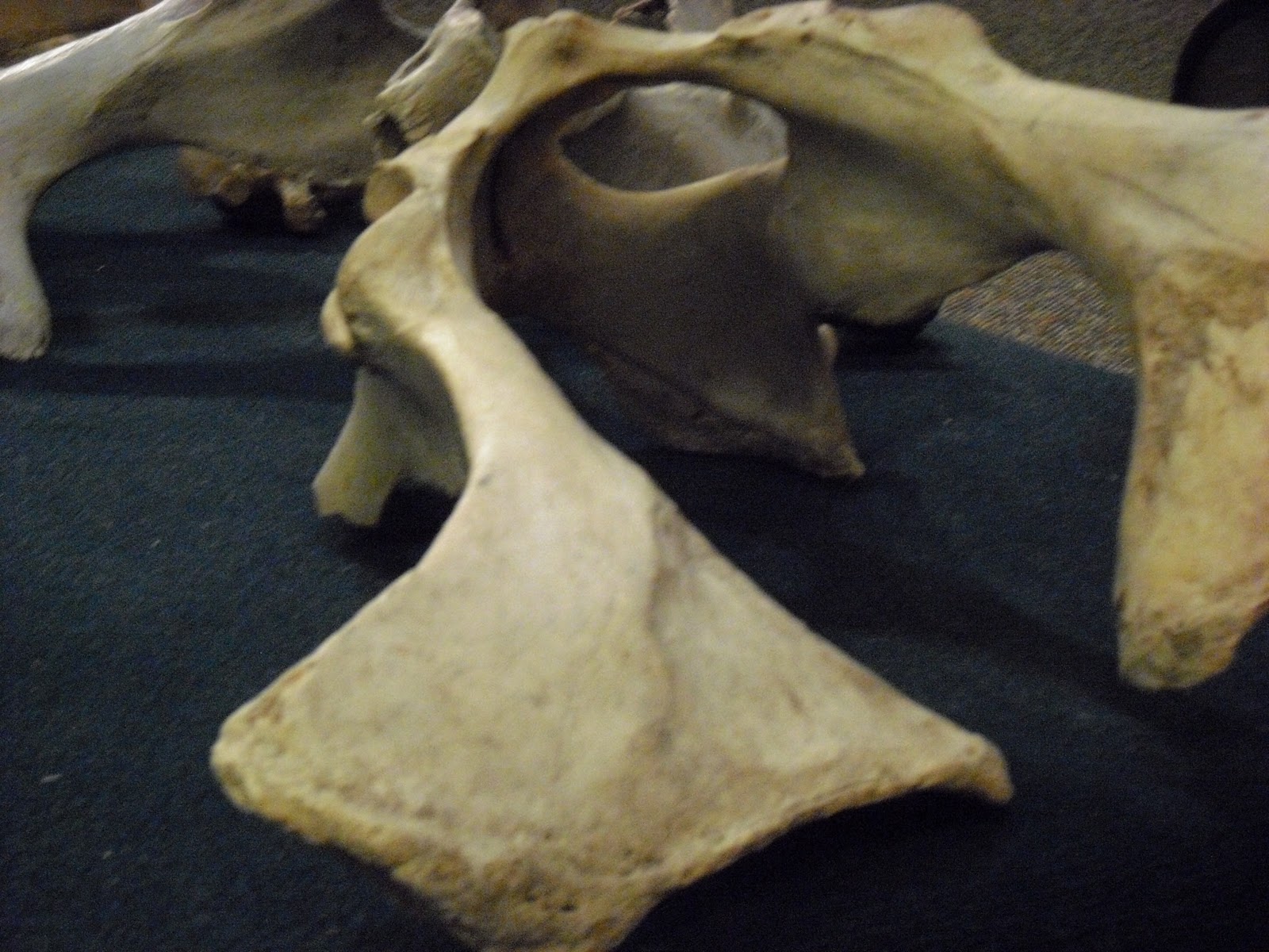 cow-pelvic-bone
